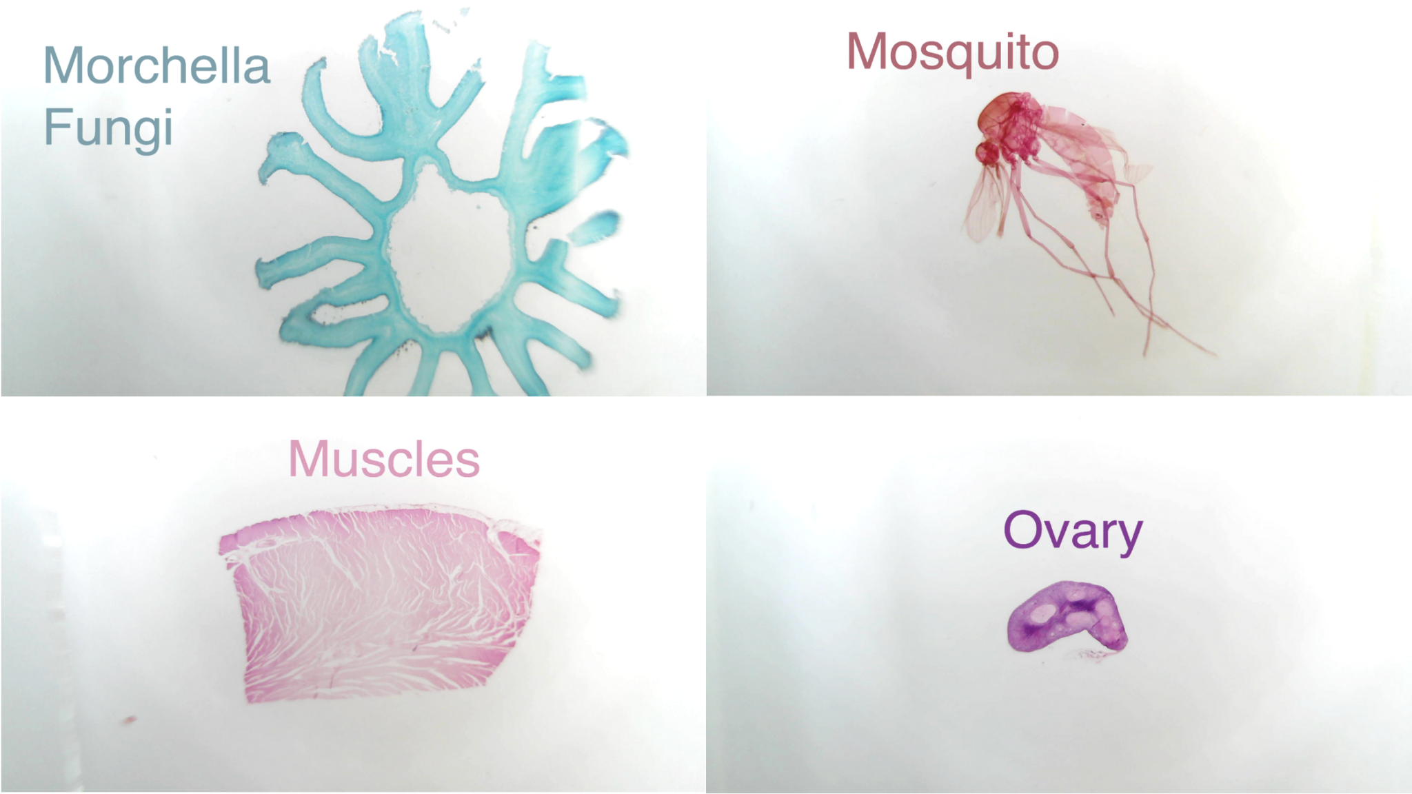 10 ways to bring science alive with your HUE visualiser – HUE